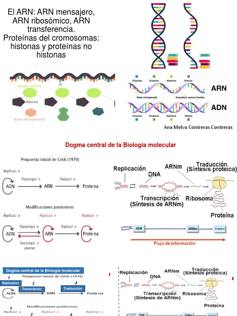 Tipos y Funciones del ARN en Biología | PDF | Rna | Adn
