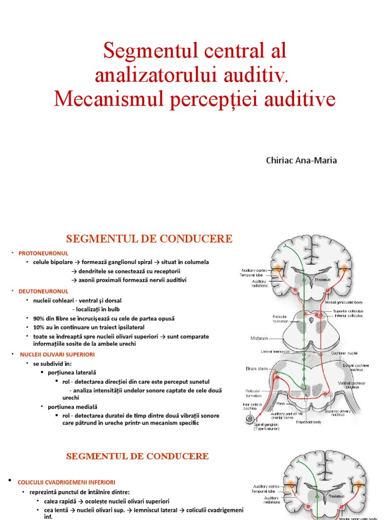 Segmentul Central Auditiv | PDF