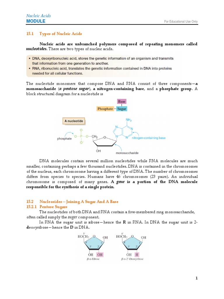 Nucleic Acids: DNA and RNA Structures | PDF | Nucleotides | Nucleic Acids