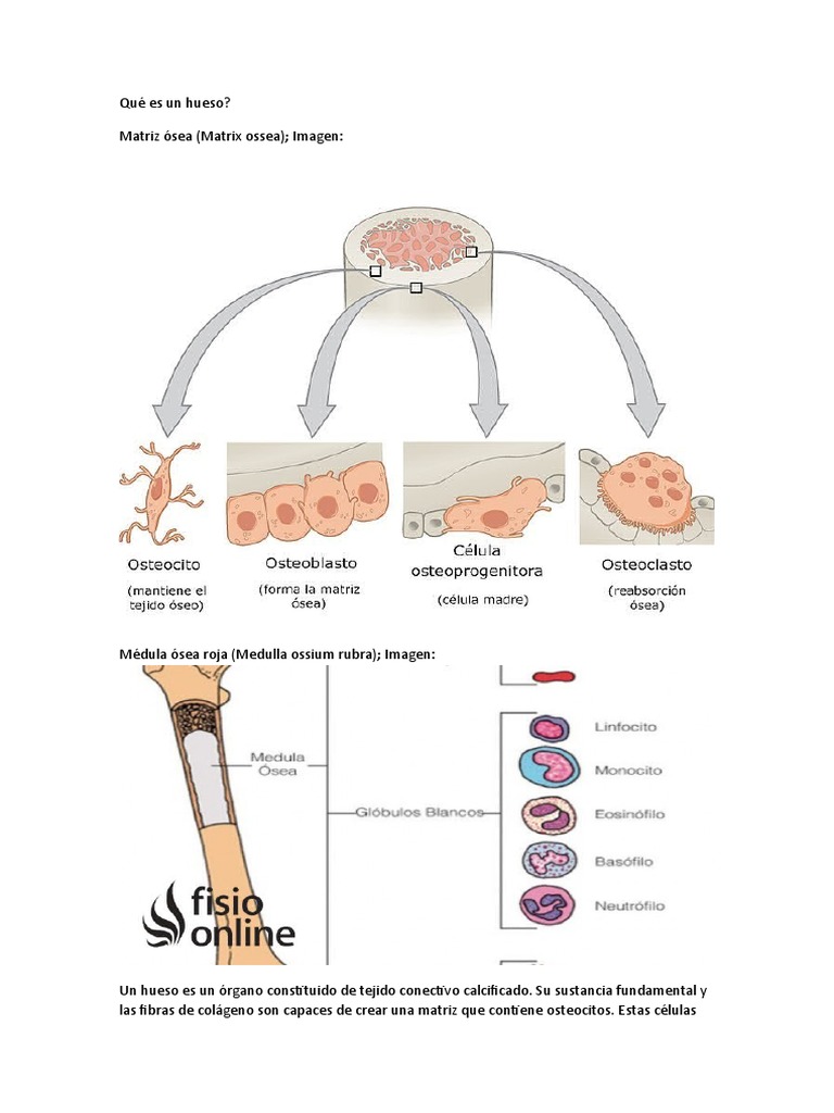 Qué Es Un Hueso Pdf Hueso La Matriz Extracelular