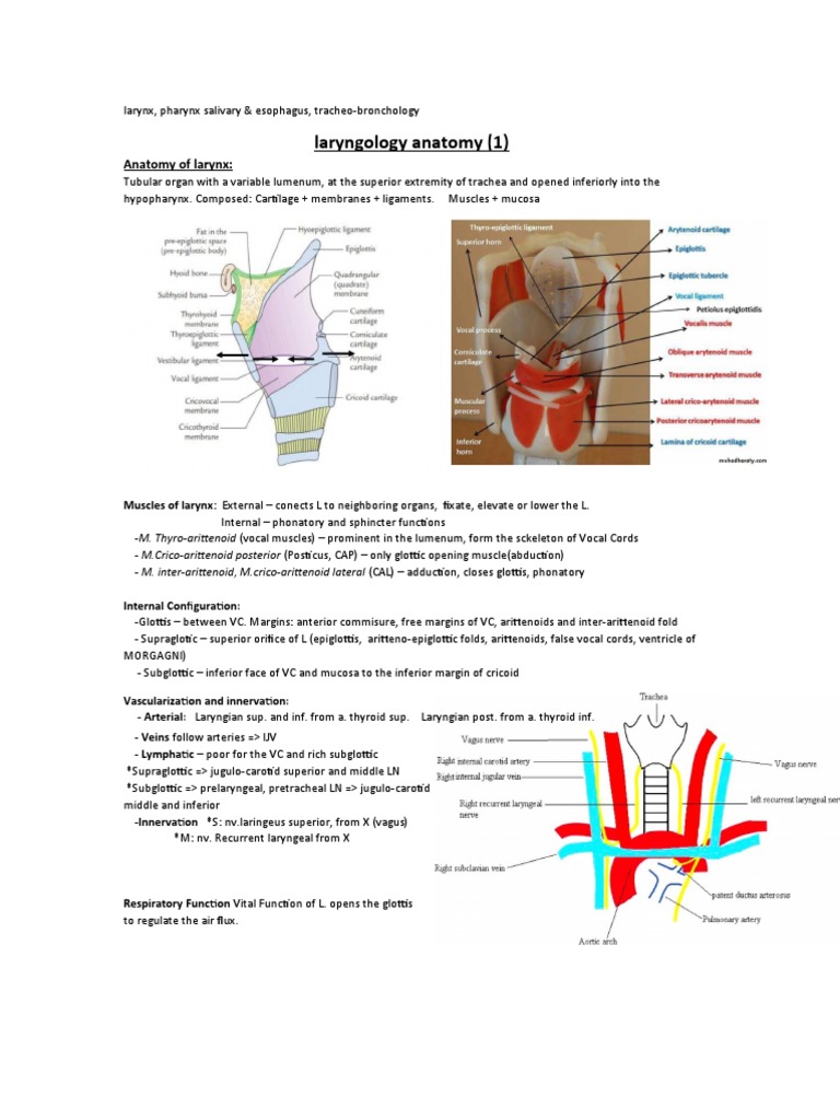 3-4-5 Larynx Pharynx Esophagus | PDF | Larynx | Esophagus