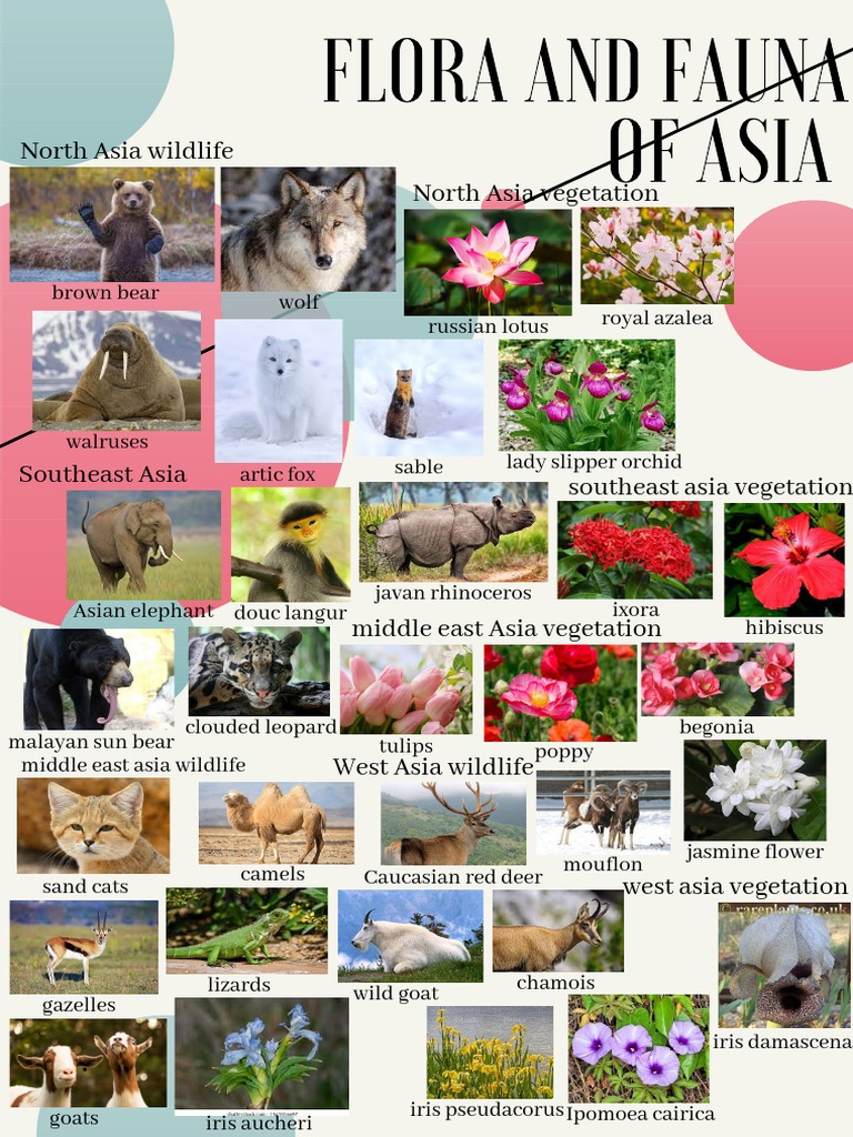 Flora and Fauna of Asia Overview | PDF