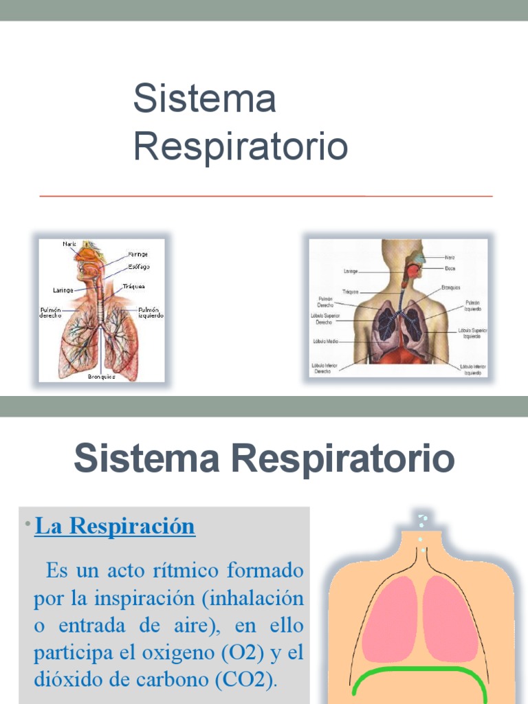 Sistema Respiratorio Morfo FUAA | PDF | Pulmón | Sistema respiratorio
