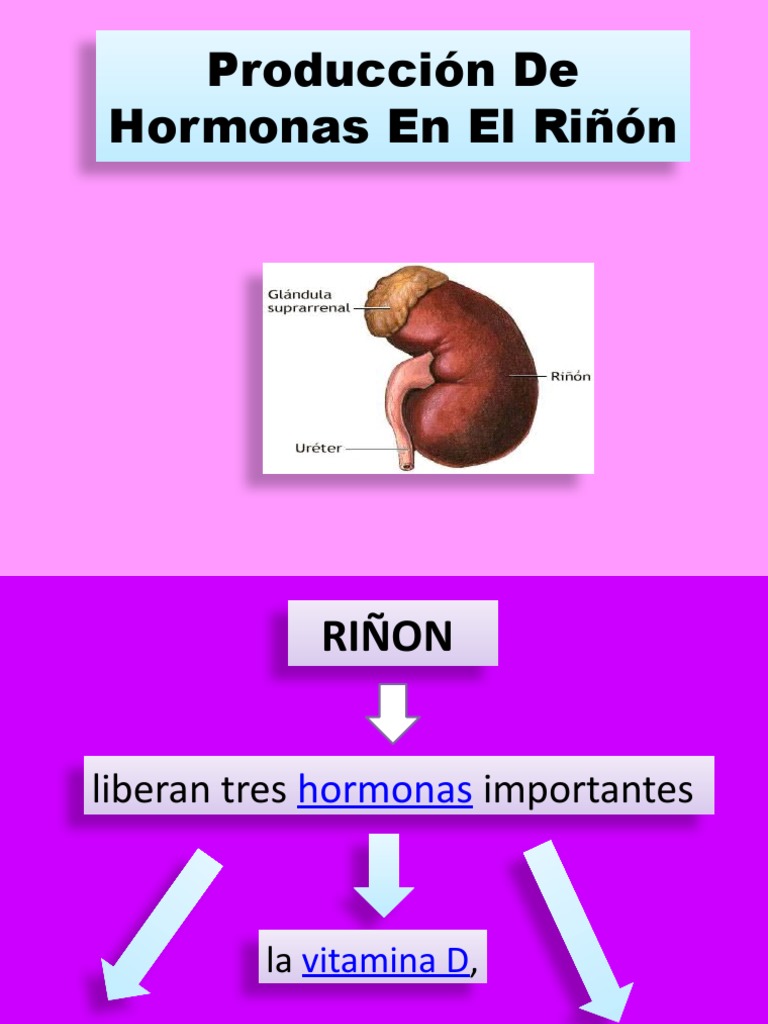 Producción de Hormonas en El Riñón | PDF