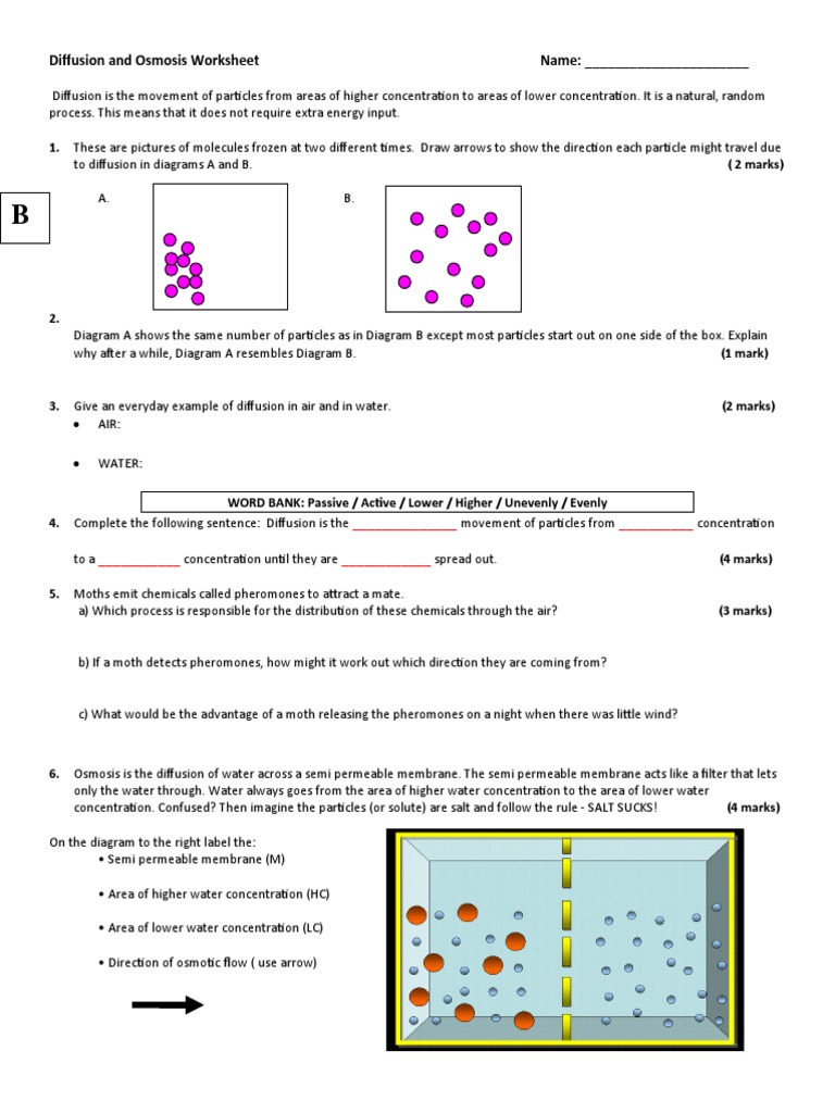 Diffusion and Osmosis Worksheet | PDF | Osmosis | Chemistry