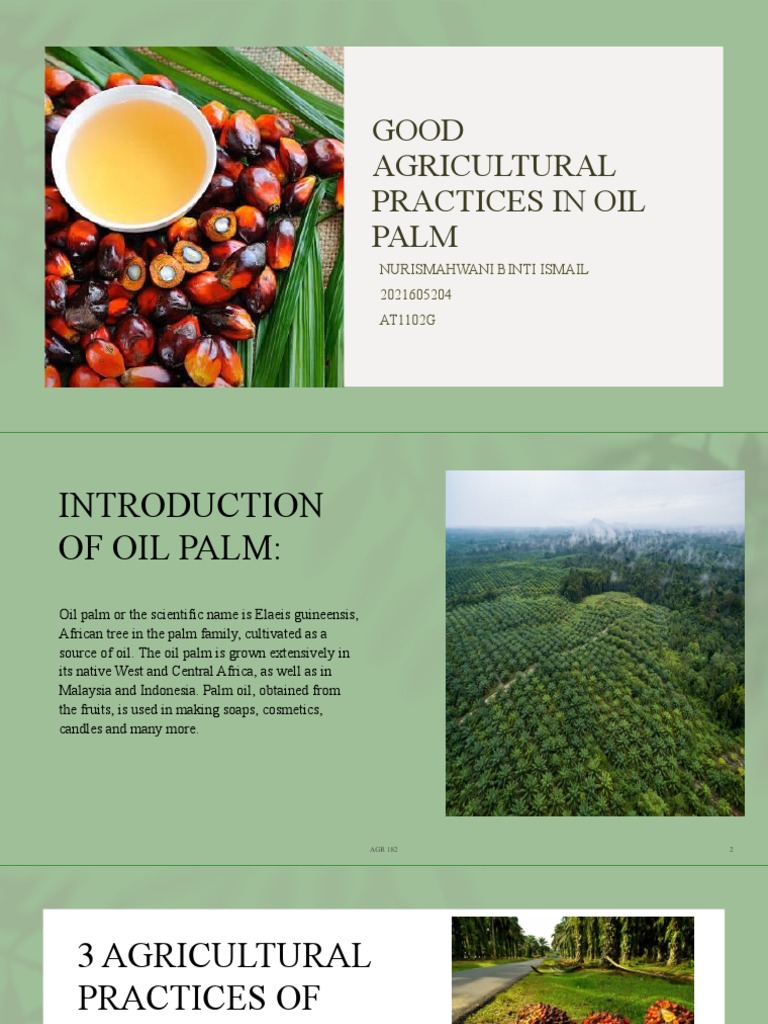 Good Agricultural Practices in Oil Palm | PDF | Palm Oil | Fertilizer