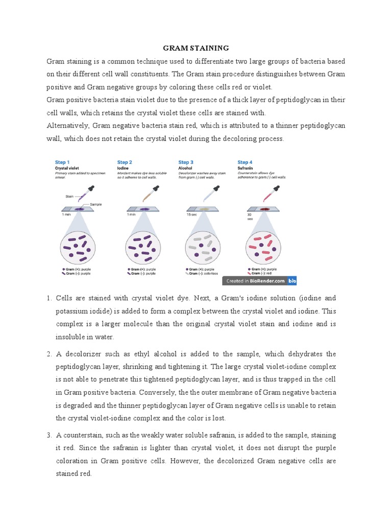 Understanding Gram Staining Process | PDF