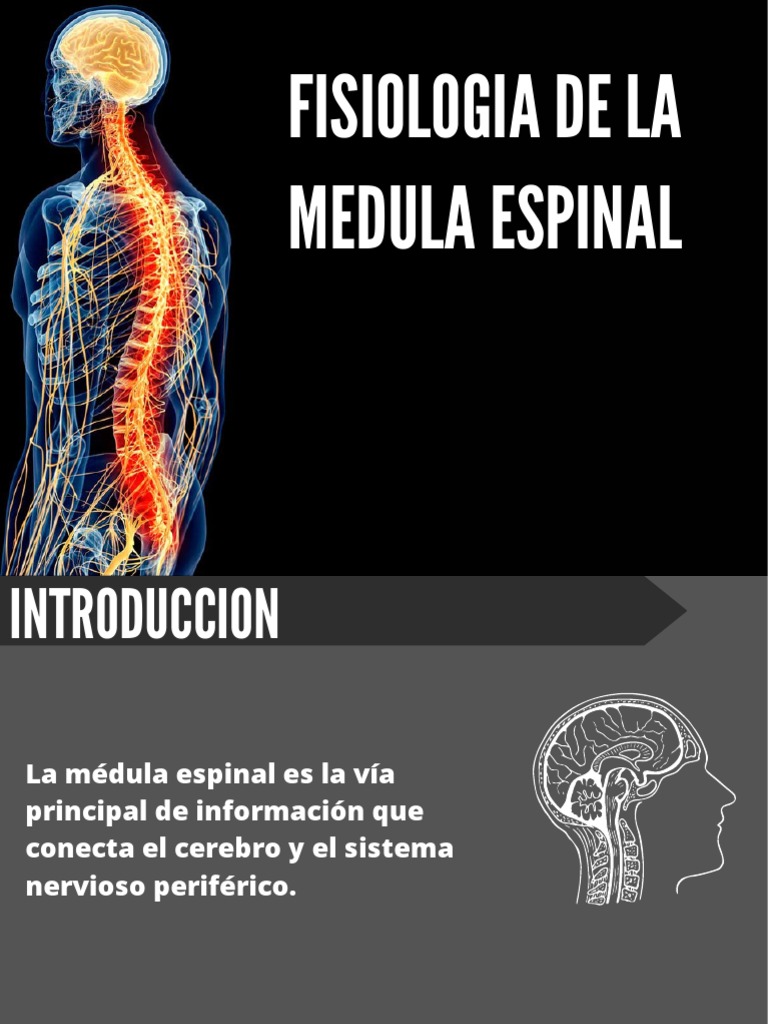 Fisiologia de La Medula Espinal | PDF | Médula espinal | Sistema nervioso