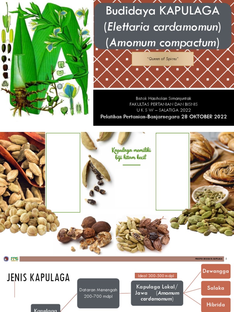 Budidaya Kapulaga - BHS | PDF | Teknologi & Rekayasa