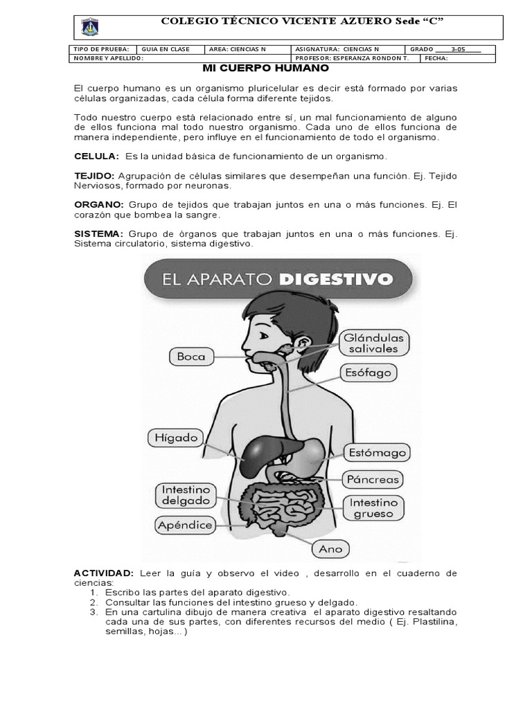 Guia de Ciencias Mi Cuerpo Humano | PDF