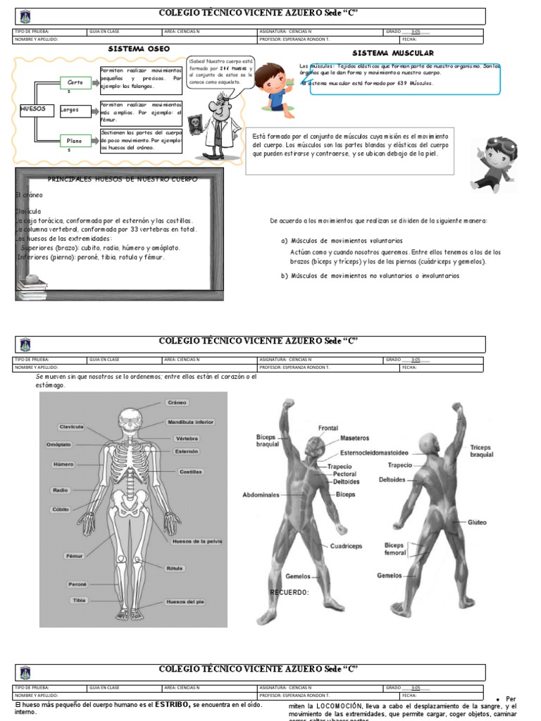 Guia Sistema Oseo Y Muscular Pdf Esqueleto Hueso