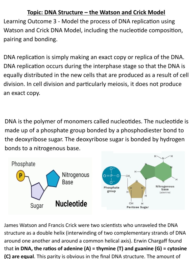 DNA Replication | PDF | Dna | Dna Replication