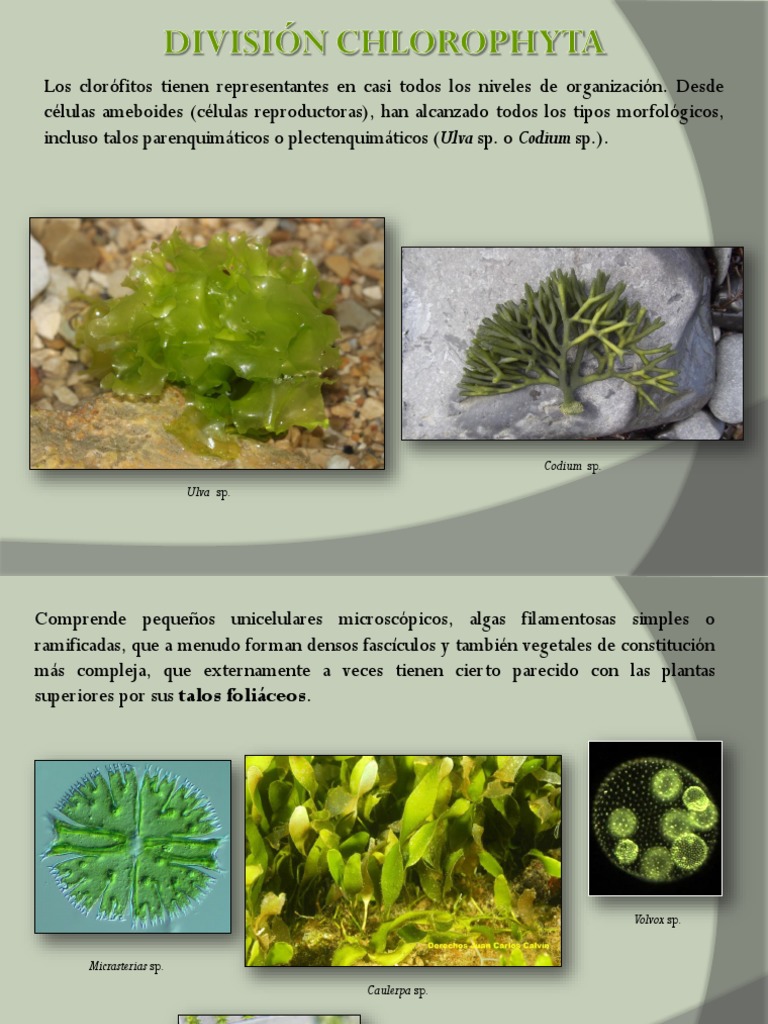 Características de la División Chlorophyta | PDF | Biología Celular ...