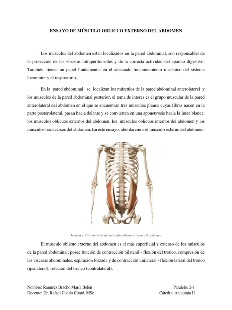 Anatomía y función del músculo oblicuo externo del abdomen | PDF ...