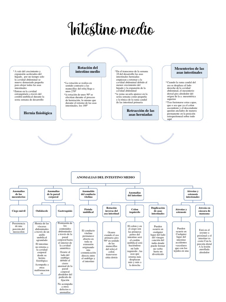 Mapa Conceptual Intestino Medio y Posterior | PDF | Tracto ...