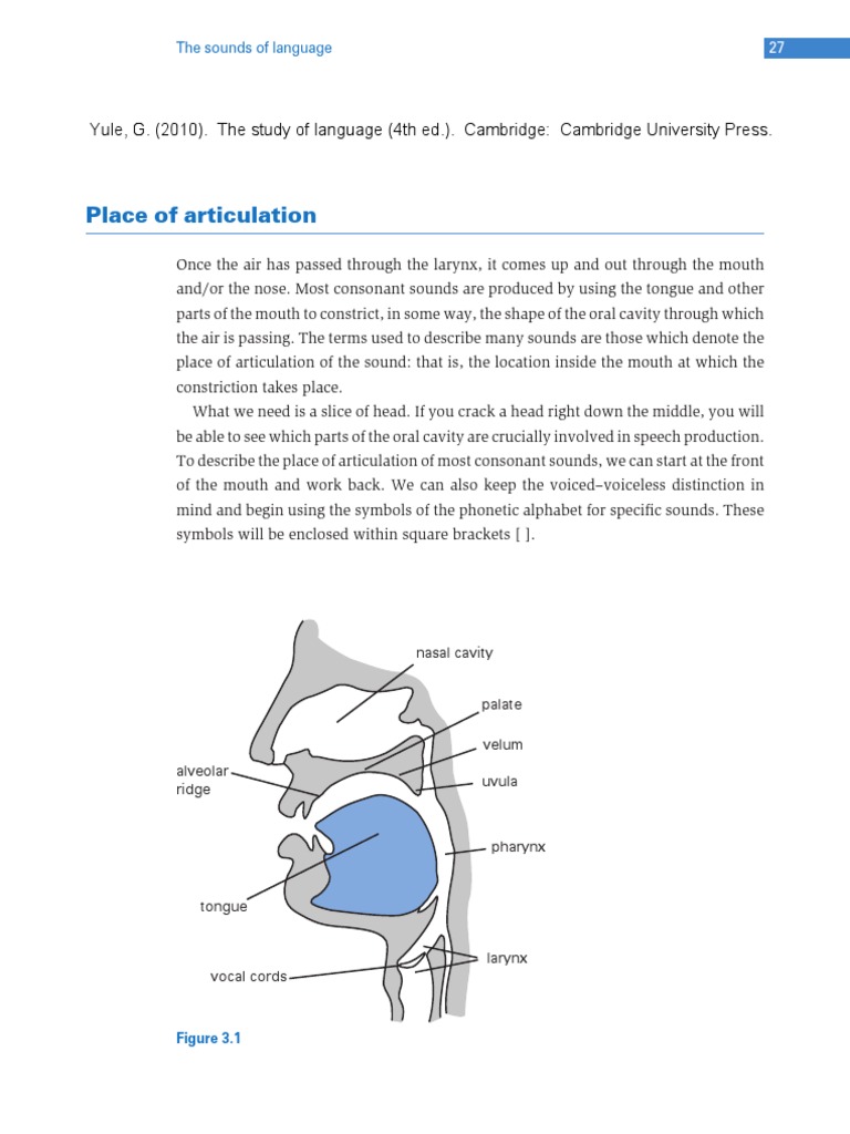 The anatomy of speech sounds | PDF | Phonetics | Human Voice