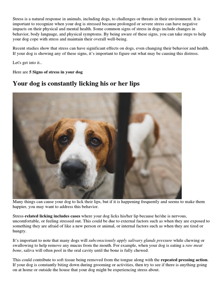 5 Signs of Stress in Your Dog | PDF | Stress (Biology) | Dogs
