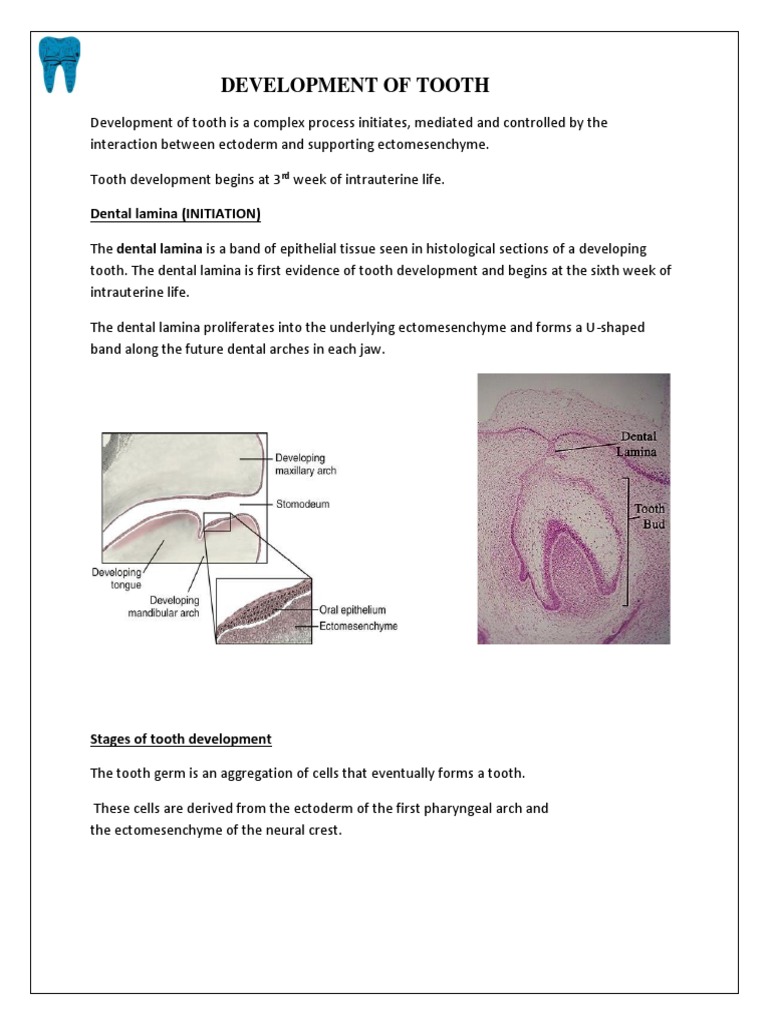DCH Notebook Development of Tooth | PDF | Human Tooth | Animal Anatomy