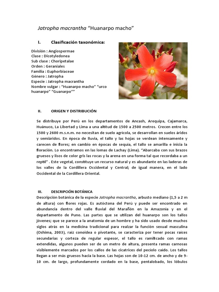 Jatropha Macrantha Huanarpo Macho CRESPO MORENO JAN PIER | PDF | Hoja ...