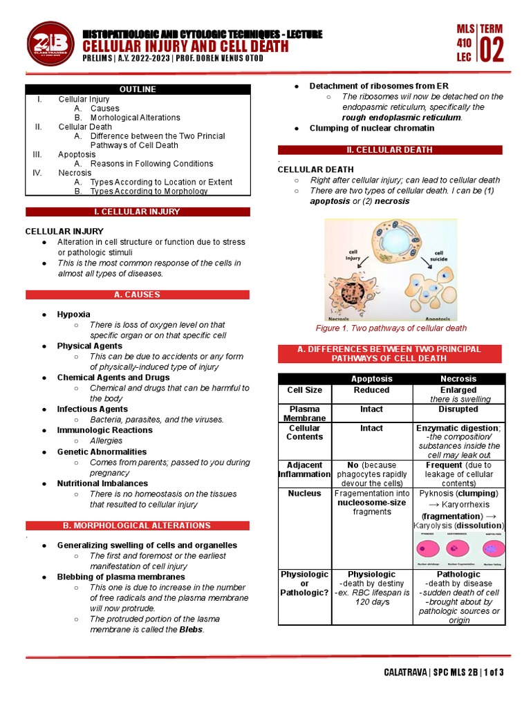 2 - Cellular Injury and Cell Death - SPC Mls 2b - Histopath Lec | PDF | Necrosis | Apoptosis