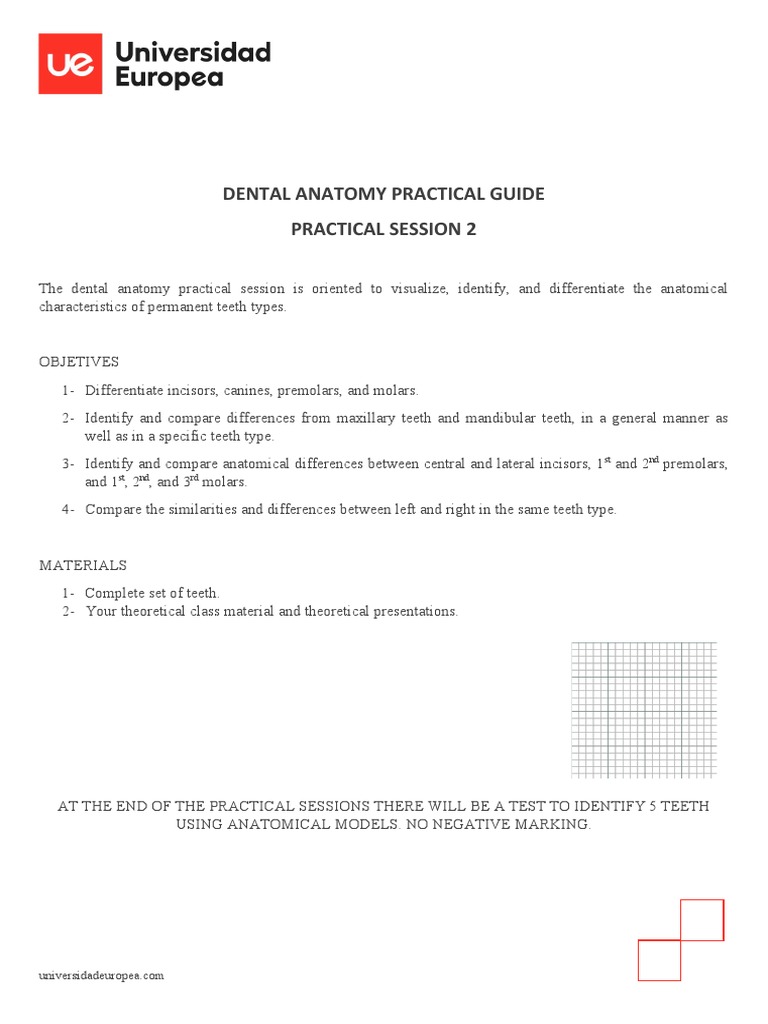 P2 Dental Anatomy Guide | PDF