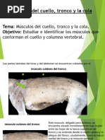 Anatomía de los Músculos Paravertebrales | PDF | Tejido suave ...