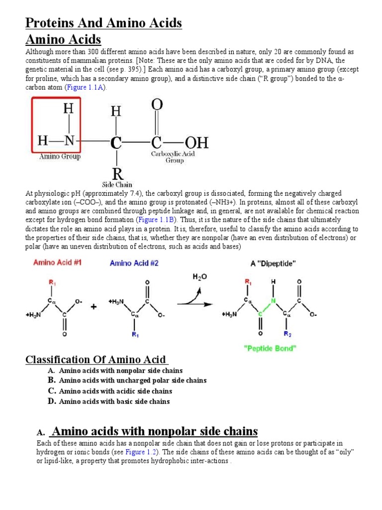 Chapter 4 Protein Pdf Protein Structure Collagen