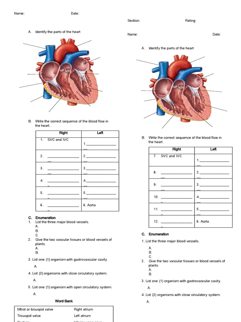 Quiz Gen Bio 2 Heart | PDF | Heart Valve | Atrium (Heart)