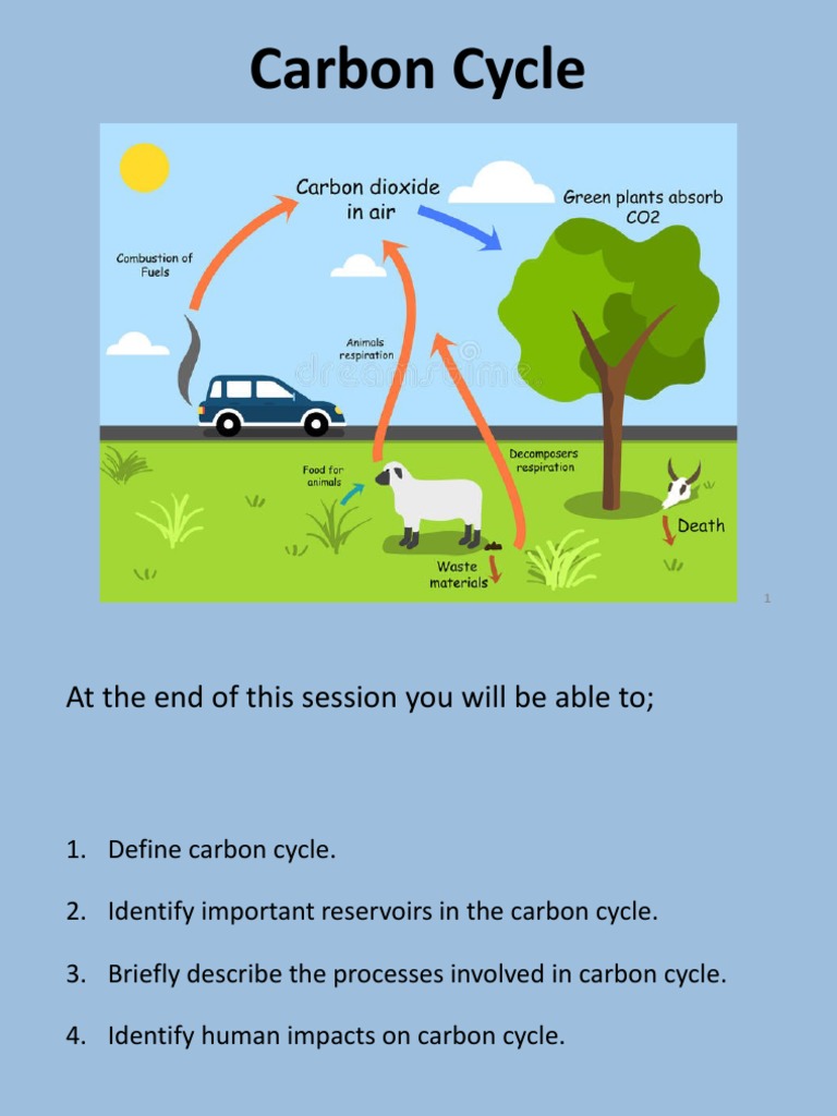 Earths Cycles (Lecture 06) - Part 02 | PDF | Carbon Cycle | Carbon Dioxide