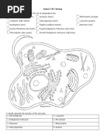 Cell Coloring Activity Worksheet | PDF | Cell Nucleus | Cell (Biology)