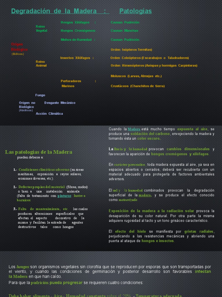 Patologias de La Madera. | PDF | Madera | Hongo