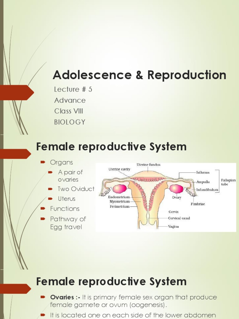 Adv - Adolescence and Reproduction - Lec Notes 6 | PDF