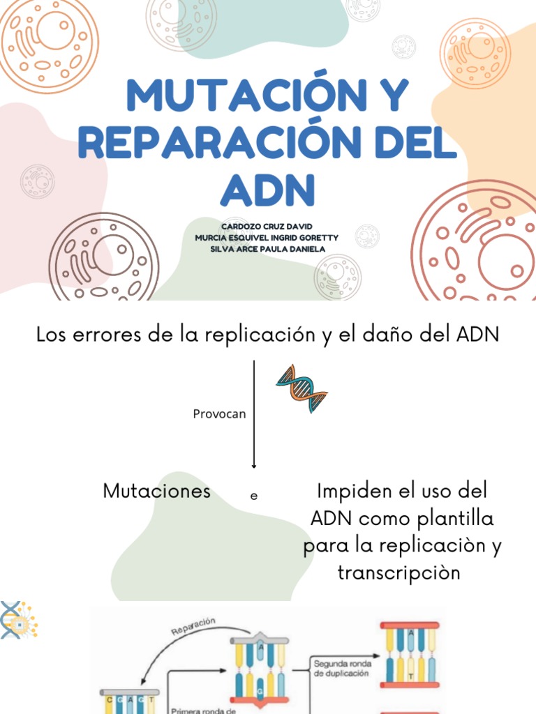 Mutaciones y Sistemas de Reparación Del Adn | PDF | Reparación de adn | Adn