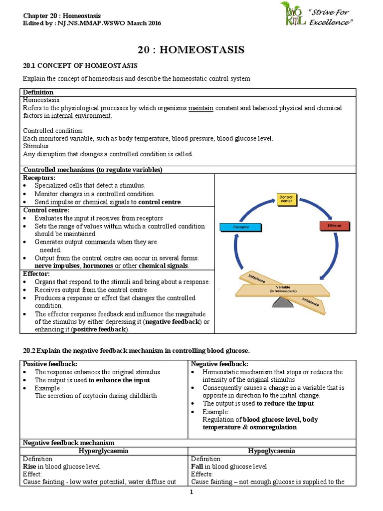 Chapter 20 Homeostasis | Download Free PDF | Kidney | Homeostasis