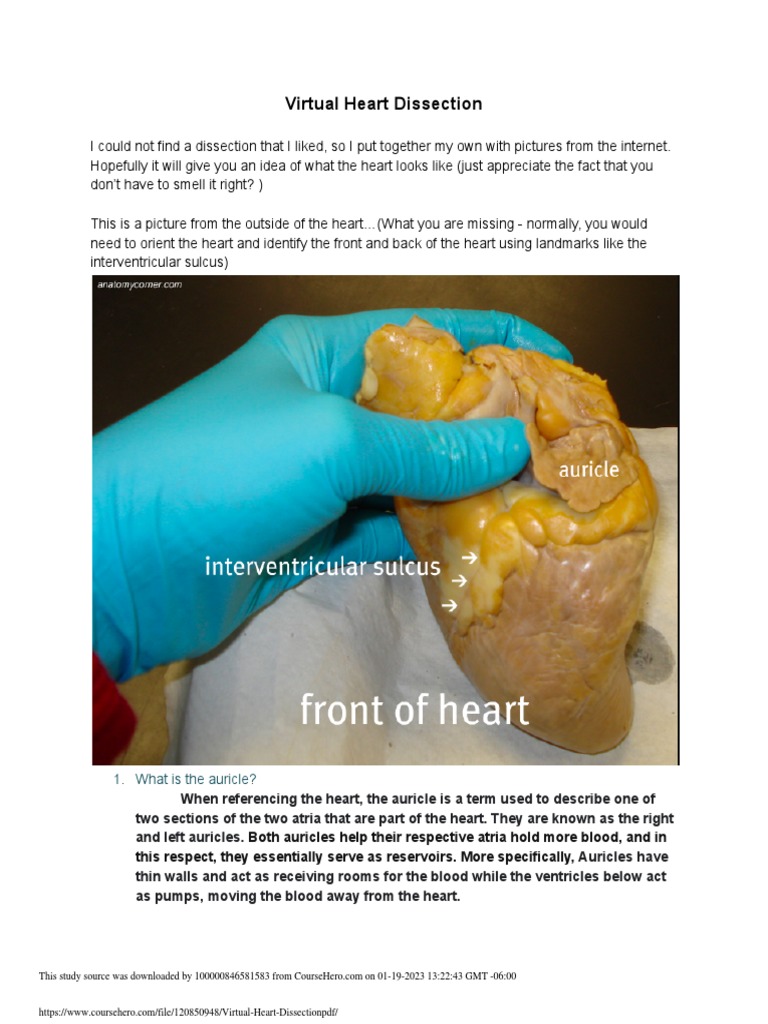 Virtual Heart Dissection PDF | PDF | Heart Valve | Ventricle (Heart)