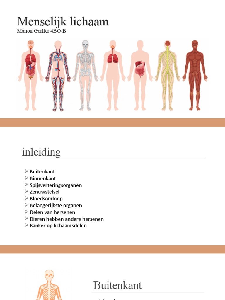 Menselijk Lichaam | PDF