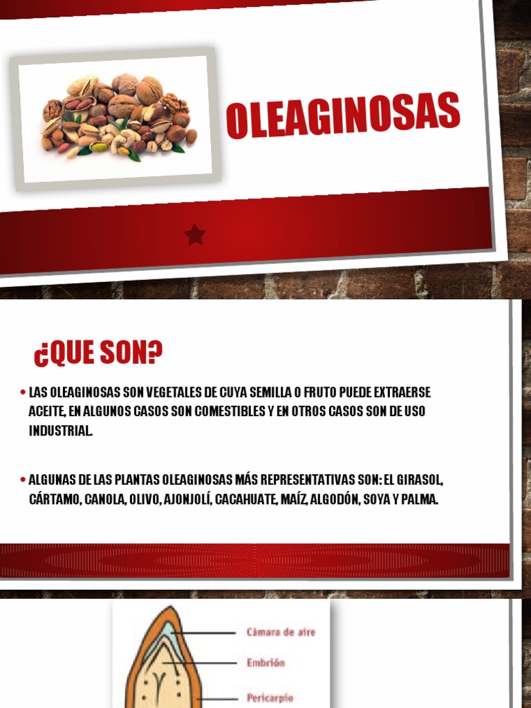 Características de las Oleaginosas | PDF | Petróleo | Aceite vegetal