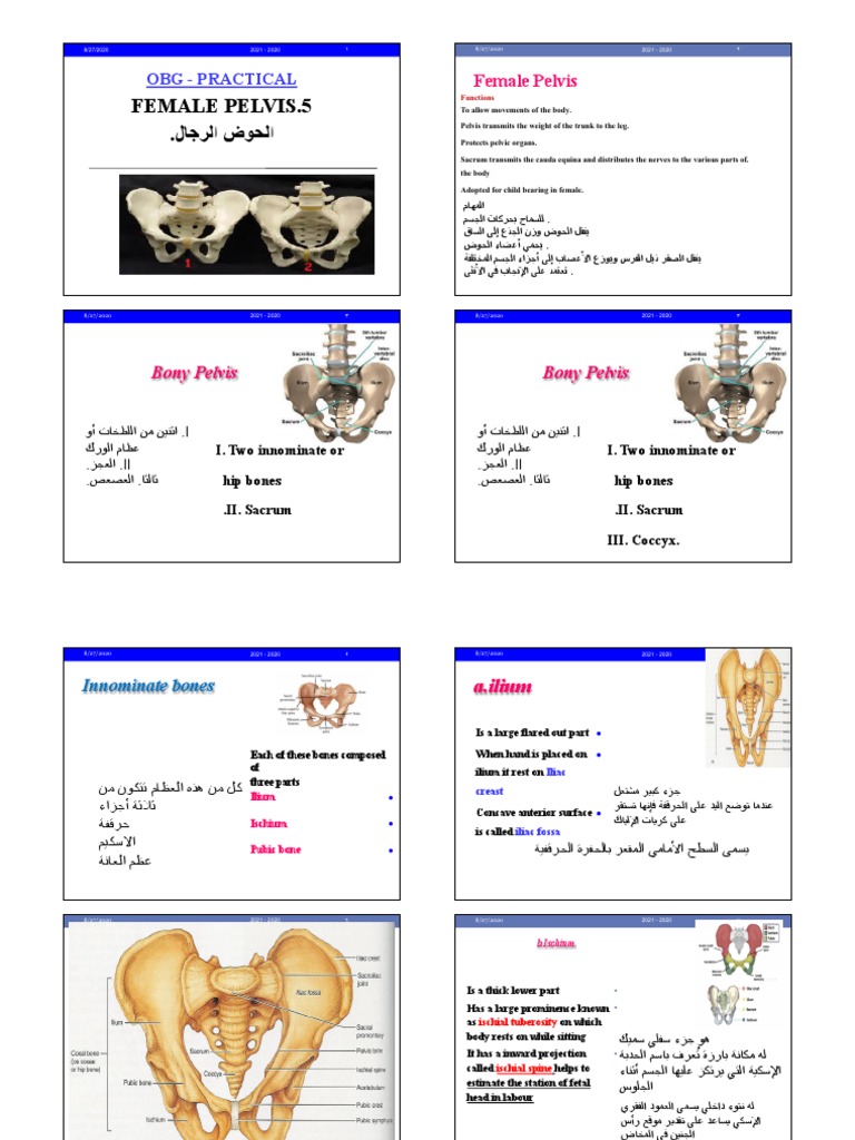 Lecture 6 - Female Pelvis | PDF | Pelvis | Anatomy