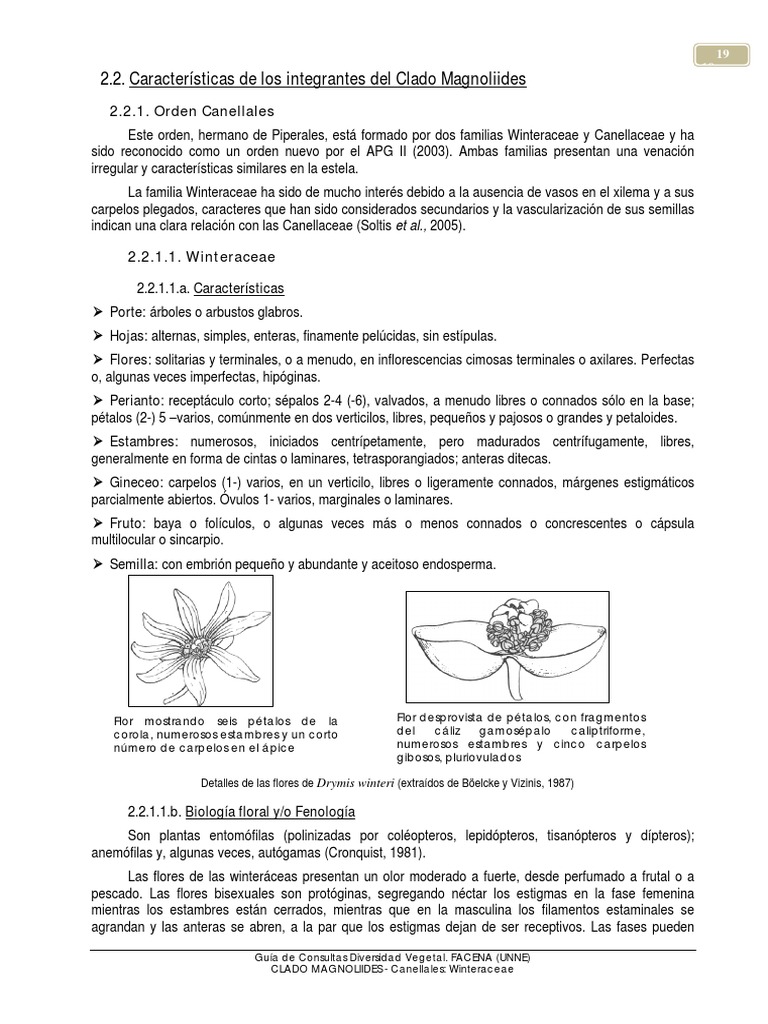 Canellales Winteraceae | PDF | Ramas de la botánica | Polinización