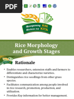 Rice Morphology and Growth Stages Guide | PDF | Rice | Seedling