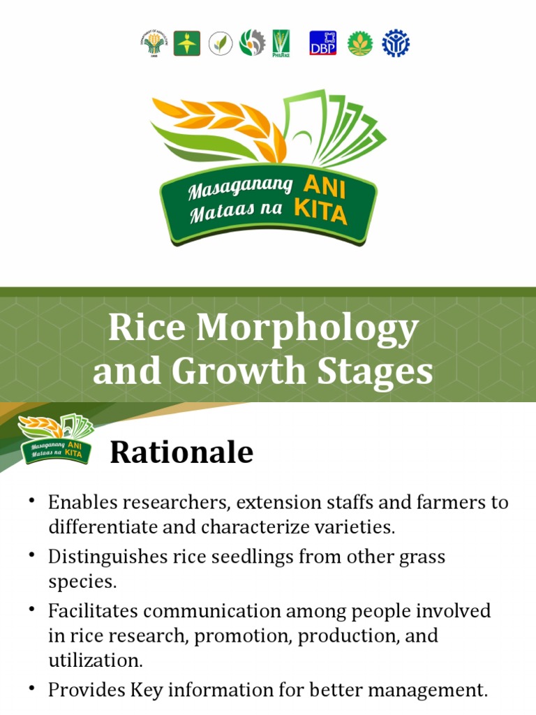 Rice Growth Stages Overview | PDF | Rice | Seedling