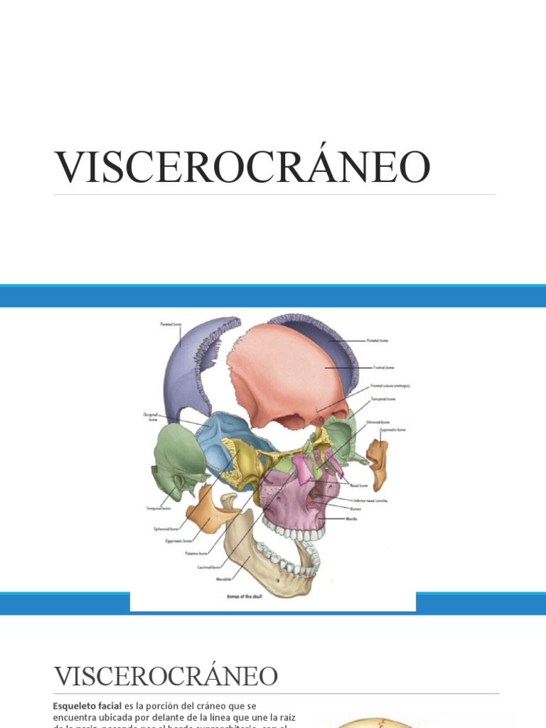 Viscerocráneo 1 | PDF | Rasgos faciales | Cara