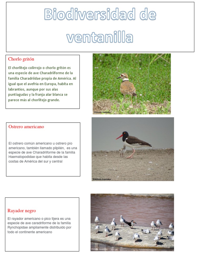 Biodiversidad de Ventanilla | PDF