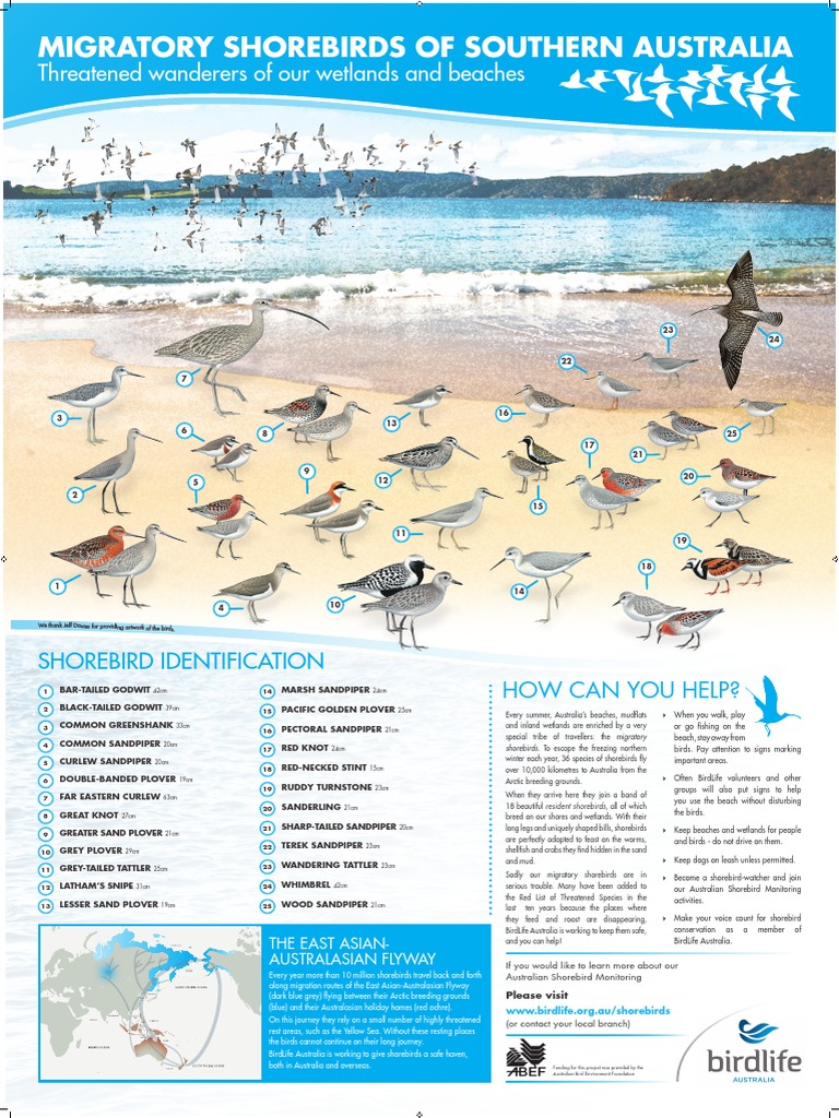 Shorebirds Southern | PDF | Bird Migration | Ornithology