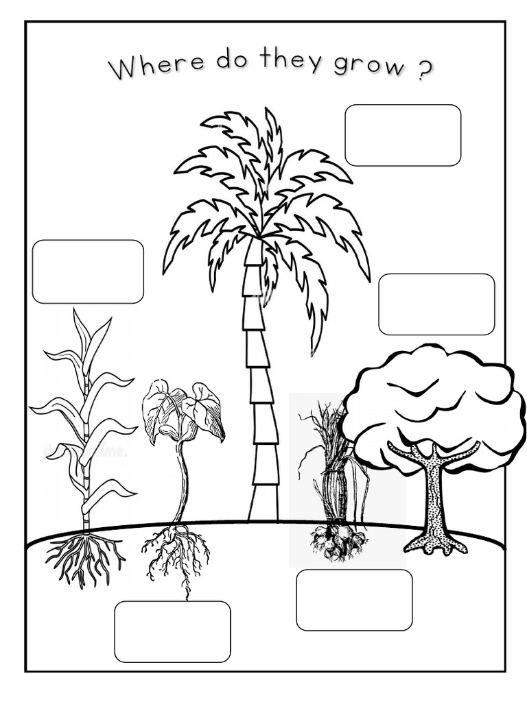 Year 1: Where Do They Grow? | PDF