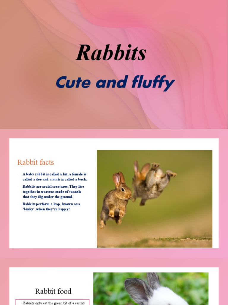 Fun Rabbit Facts for Kids | PDF | Home & Garden