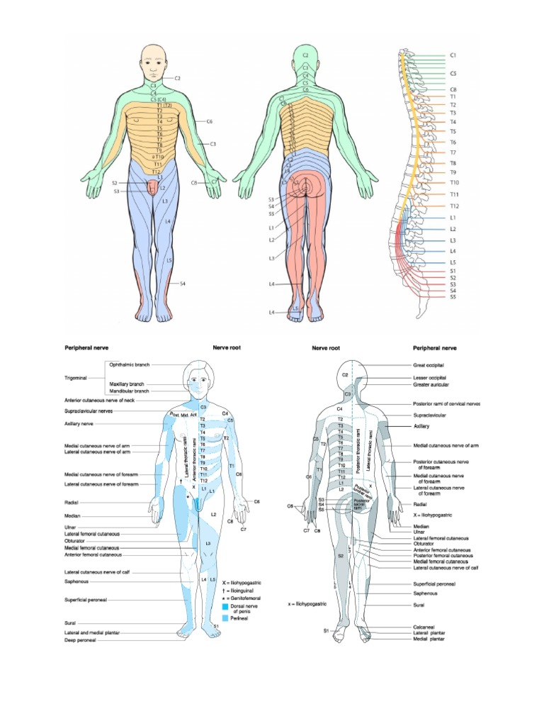 DERMATOM | PDF