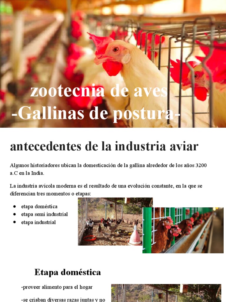 Aves de Postura | PDF | Huevo como alimento | Avicultura