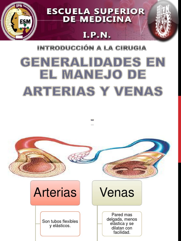 Diferencias entre venas y arterias | PDF | Carrera | Isquemia