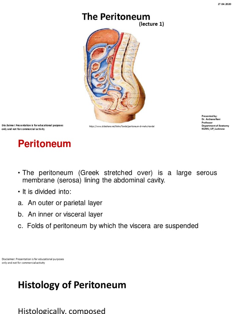 Visceral Peritoneum Histology